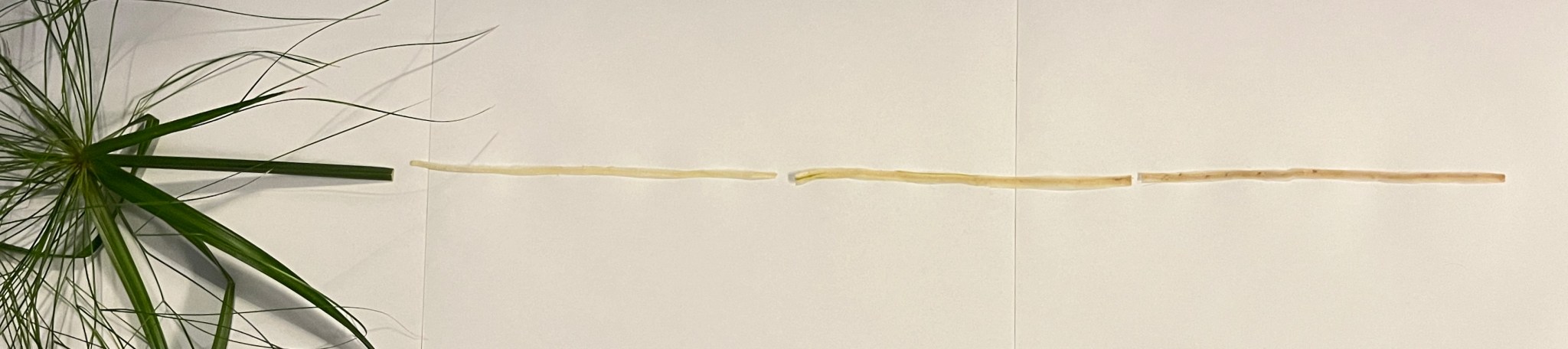 The Color(s) of Papyrus and Pliny’s Instructions | Variant Readings