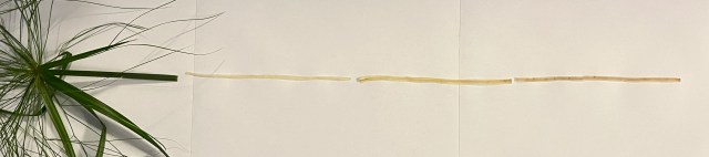 The Color(s) of Papyrus and Pliny’s Instructions | Variant Readings